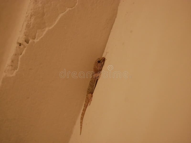 Gecko eat mosquito stock photo. Image of domestic, lizard - 23549570