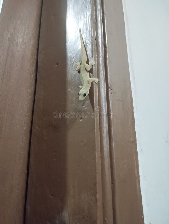 4,060 House Lizard Stock Photos - Free & Royalty-Free Stock Photos from ...