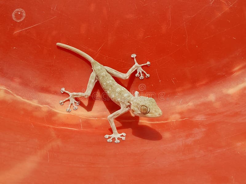 House Lizard on Red Surface Stock Photo - Image of gecko, nature: 82047274