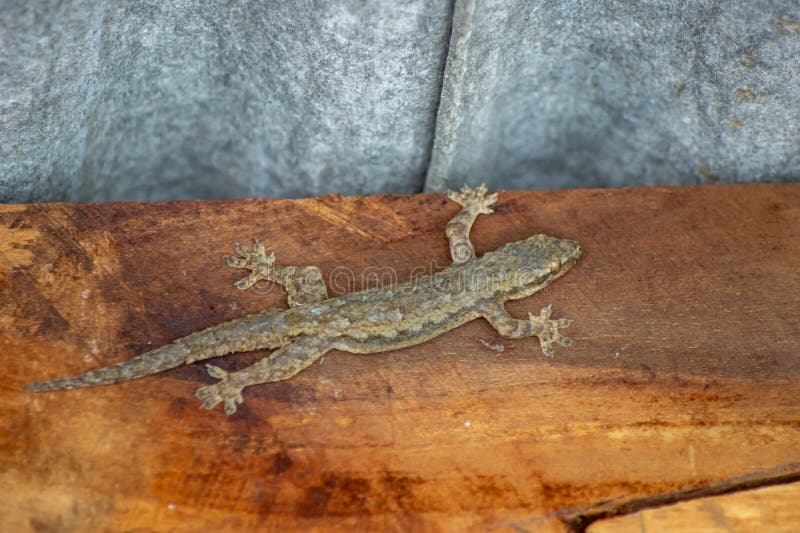 House Lizard Wooden Board Stock Photos - Free & Royalty-Free Stock ...