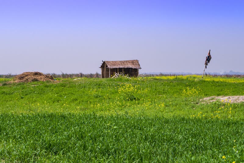 House Made of Reed. Hut Made of Reeds and Bamboo in Field Stock Image ...