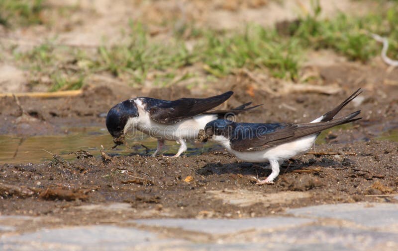 Common house martin stock photo. Image of martin, materials - 15677604