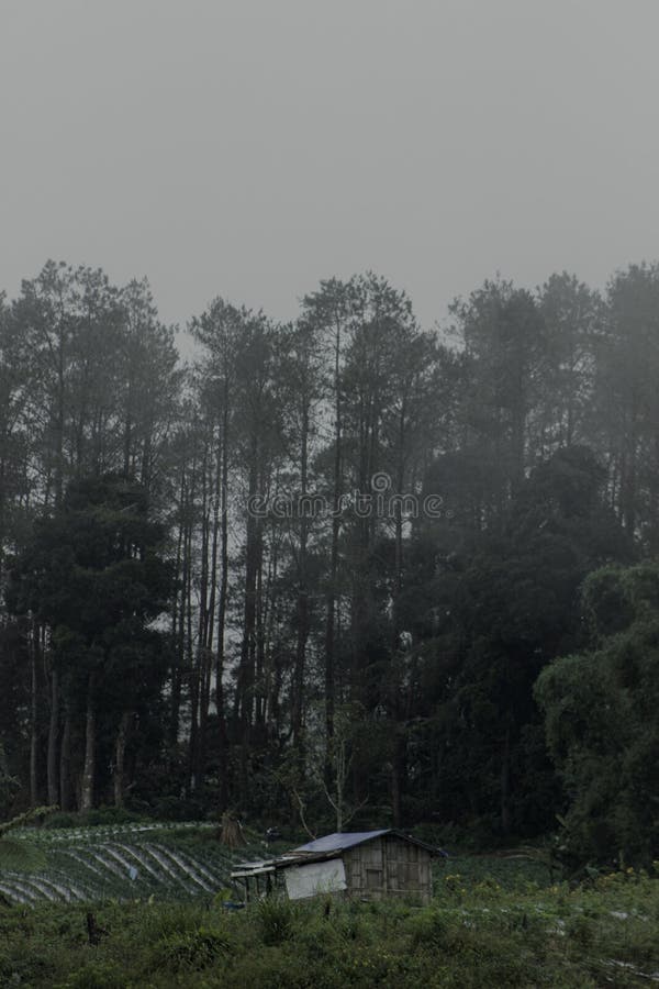 House in the Middle of the Forest Stock Image - Image of mountain ...