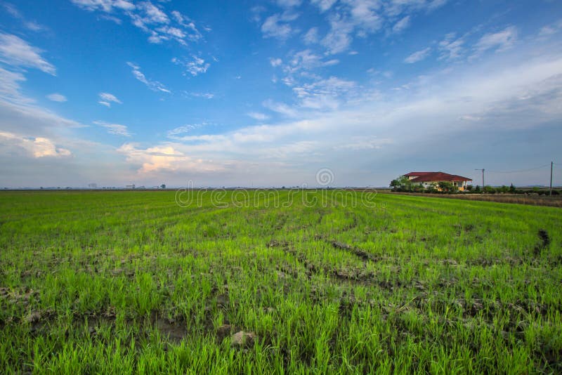 House in the Middle of a Paddy Farm Stock Image - Image of rural, park ...