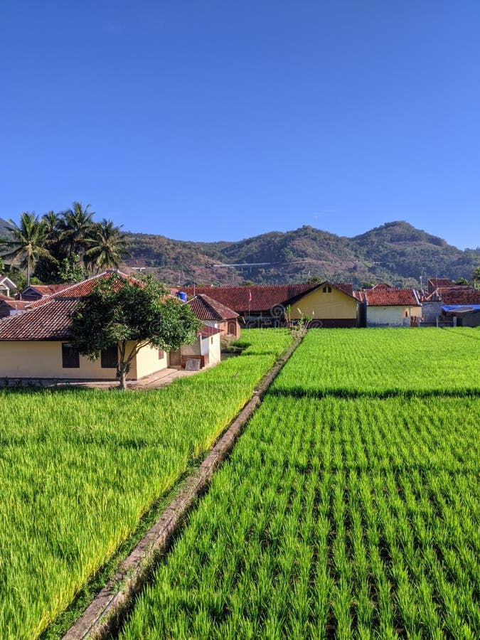 House in the Middle of the Rice Field Embankment Stock Image - Image of ...