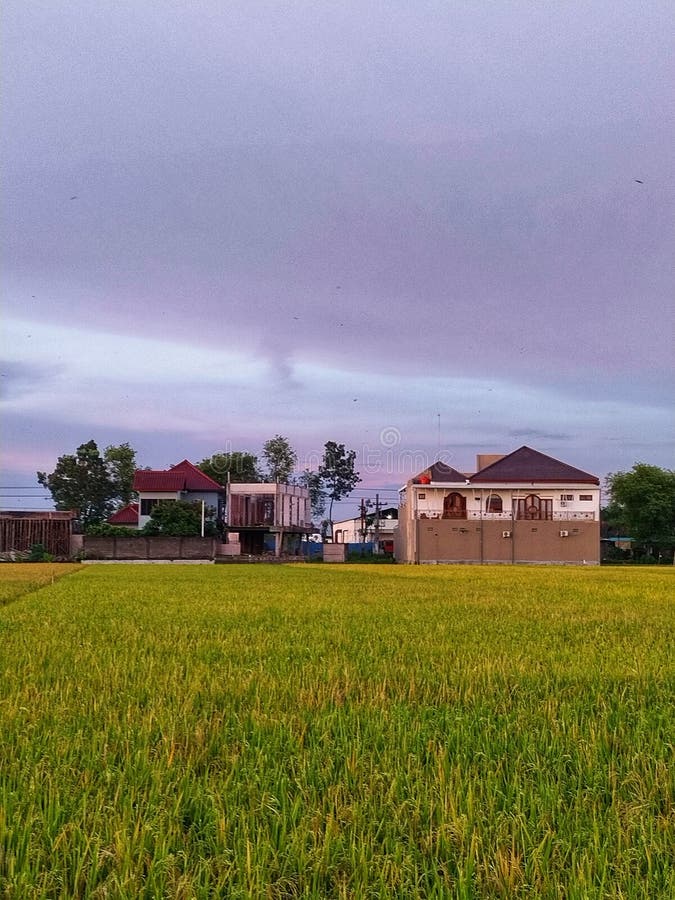 House in the Middle of Rice Fields Stock Image - Image of suburb ...
