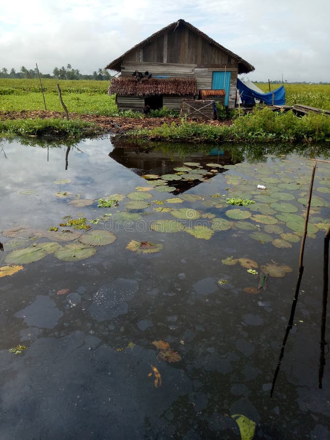 A House in the Middle of a Swamp. Stock Image - Image of wetland, plant ...