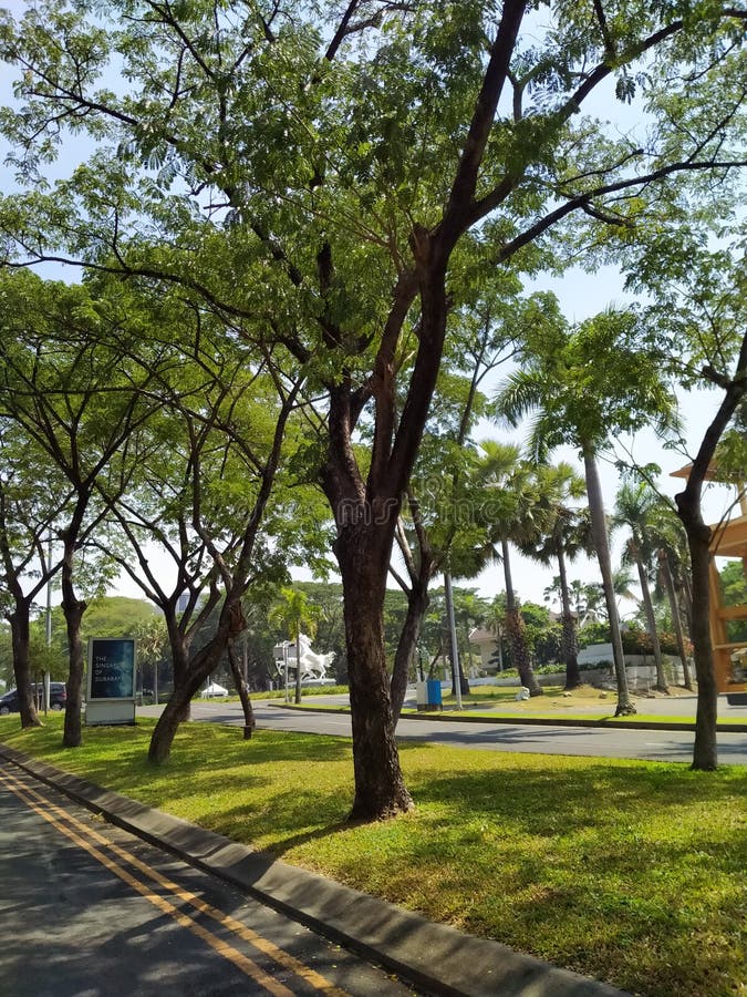 Arjuna Trees Stock Photos - Free & Royalty-Free Stock Photos from Dreamstime