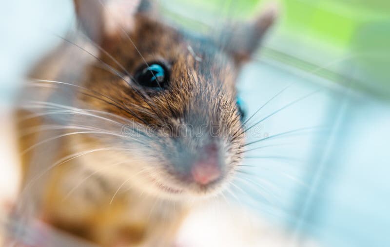 A House Mouse Close Up. Rodent and Pest Control Theme Stock Image ...