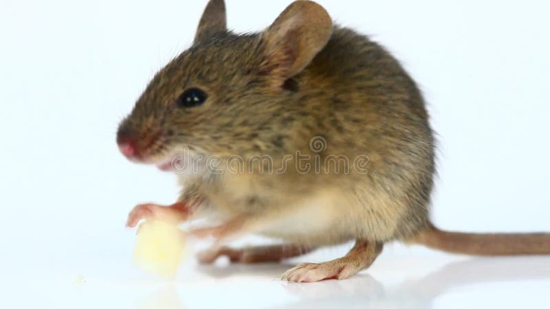 Cheese Mouse with Berries and Sugar Syrup in a Window of a Brazilian ...