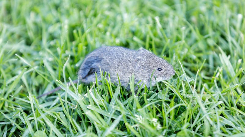 House Mouse Foraging on Grass Stock Photo - Image of education, animals ...