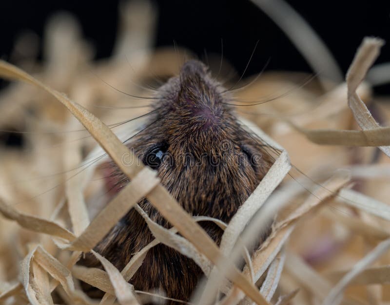 A House Mouse Climbs in the Conifer Stock Image - Image of biology ...