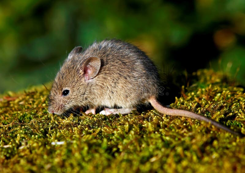 House Mouse (Mus Musculus) Stock Photography - Image: 11708972