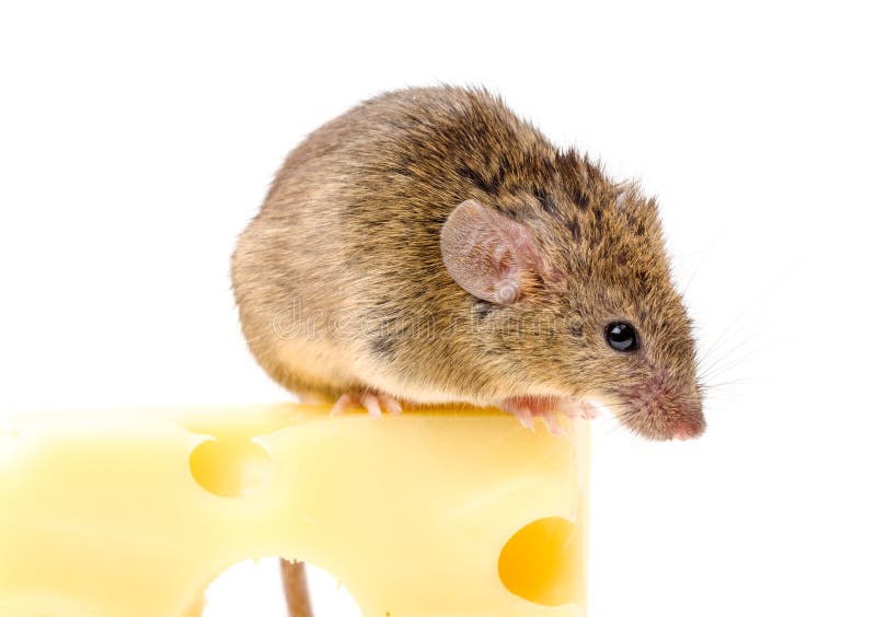 House Mouse (Mus Musculus) on Big Cheese Stock Photo - Image of mammal ...