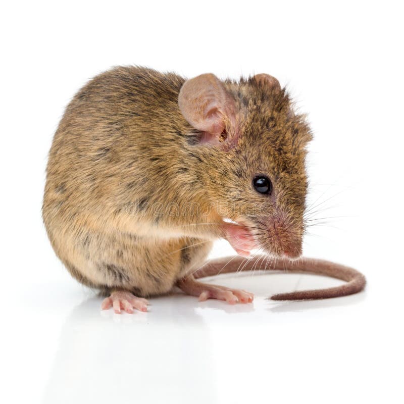 House Mouse (Mus Musculus) Cleaning Stock Image - Image of cute, pest ...