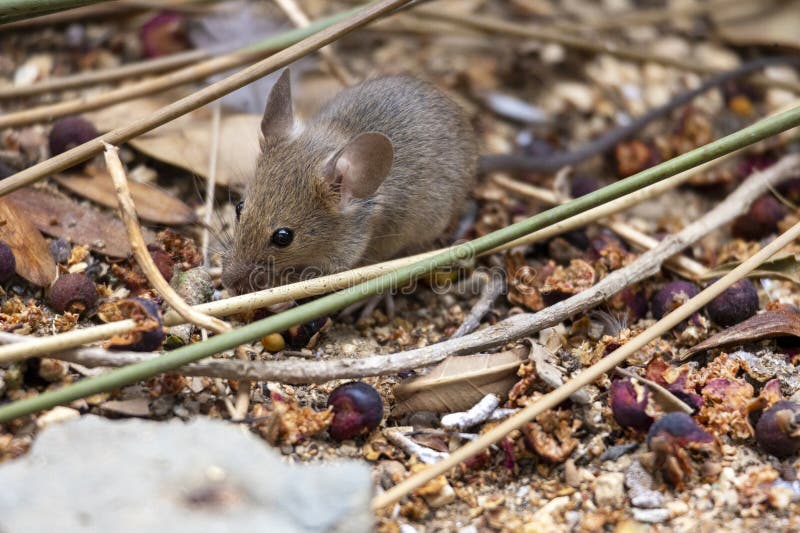 House mouse (Mus musculus stock image. Image of macro - 379518035