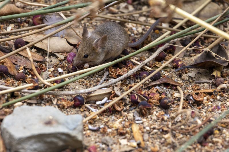 House mouse (Mus musculus stock photo. Image of woodland - 379518048