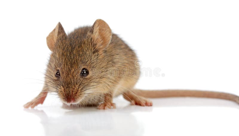 Side View of House Mouse (Mus Musculus) Stock Image - Image of domestic ...