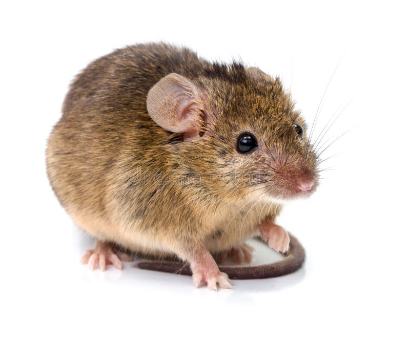 House mouse (Mus musculus) stock photo. Image of mouse - 48856416