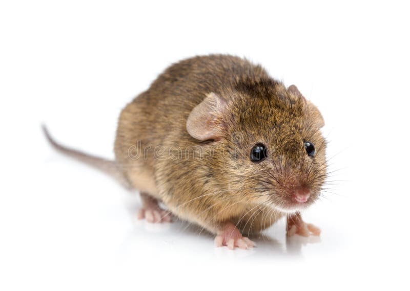 House Mouse (Mus Musculus) on Big Cheese Stock Image - Image of mammal ...