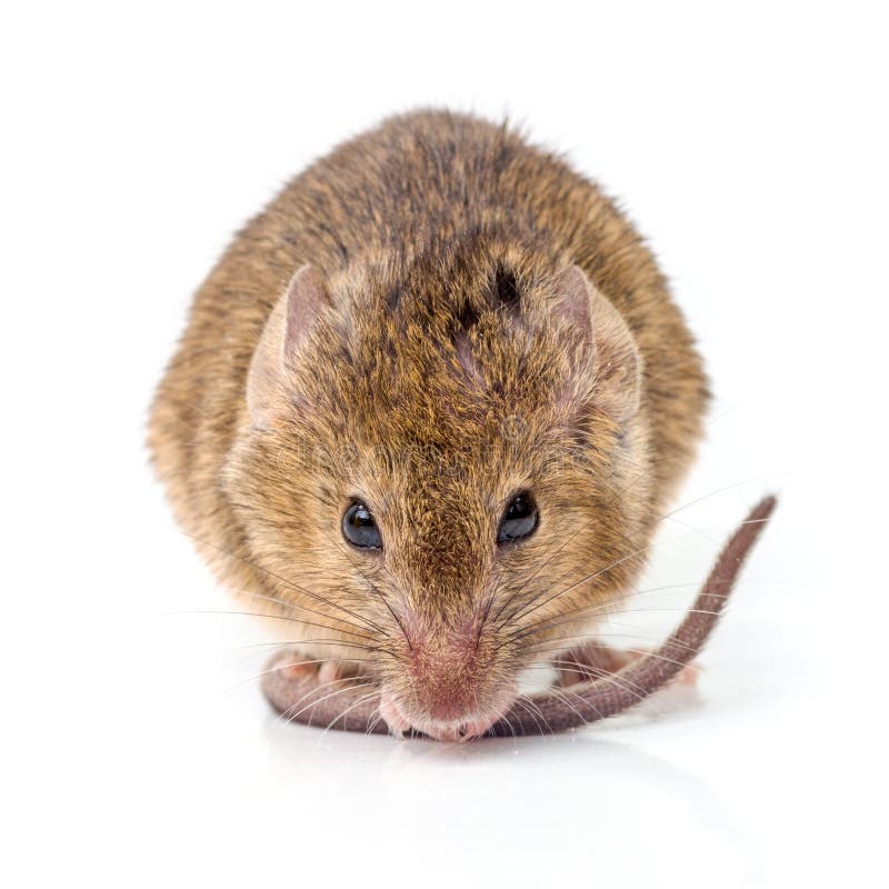 House mouse (Mus musculus) stock image. Image of rodent - 48856991