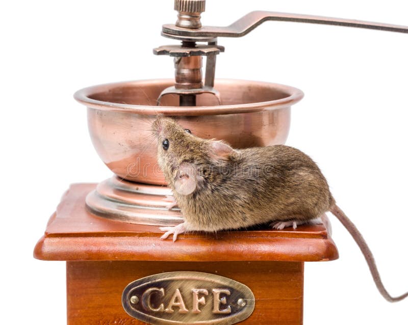 House Mouse (Mus Musculus) on Coffee Grinder Stock Photo - Image of ...