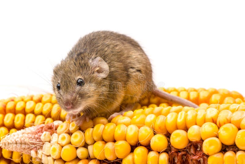 House Mouse (Mus Musculus) on Big Cheese Stock Image - Image of mammal ...