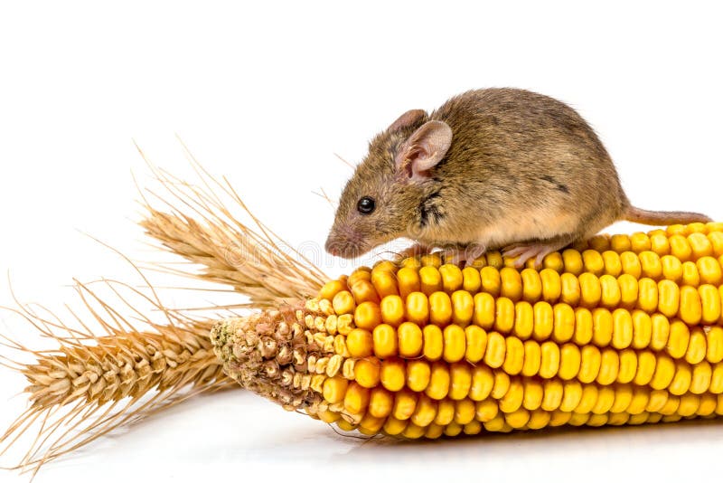 House Mouse (Mus Musculus) on Big Cheese Stock Image - Image of mammal ...