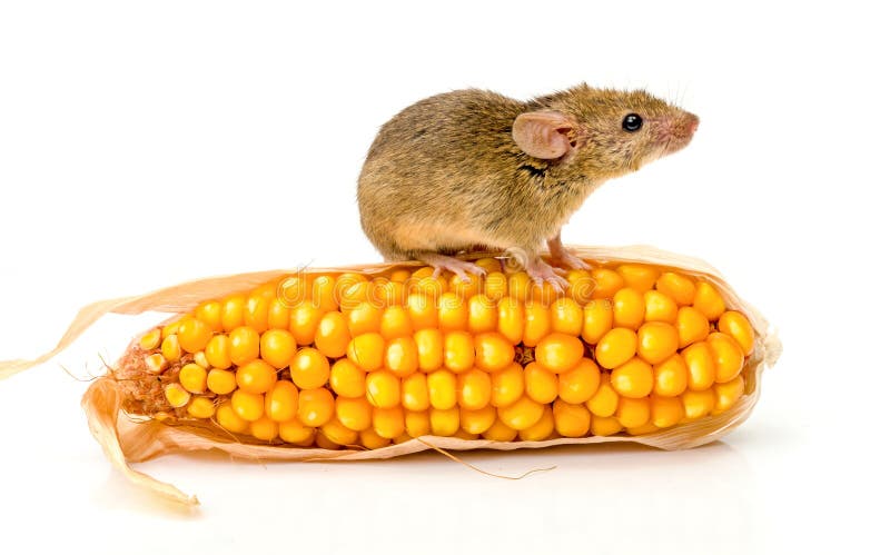 House Mouse (Mus Musculus) on Big Cheese Stock Image - Image of mammal ...