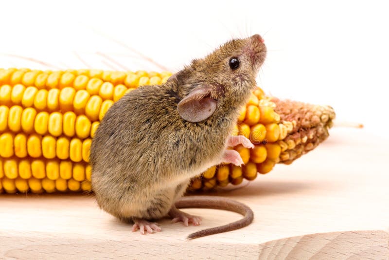 Mouse on corn stock photo. Image of fauna, closeup, hamster - 83709910