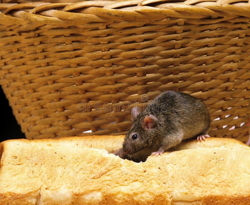 House Mouse, Mus Musculus Eating Bread Stock Image - Image of full ...