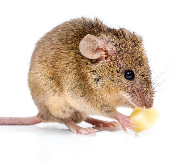House mouse (Mus musculus) stock image. Image of macro - 33329849