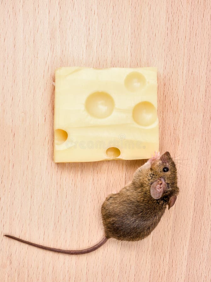 House Mouse (Mus Musculus) on Big Cheese Stock Image - Image of mammal ...