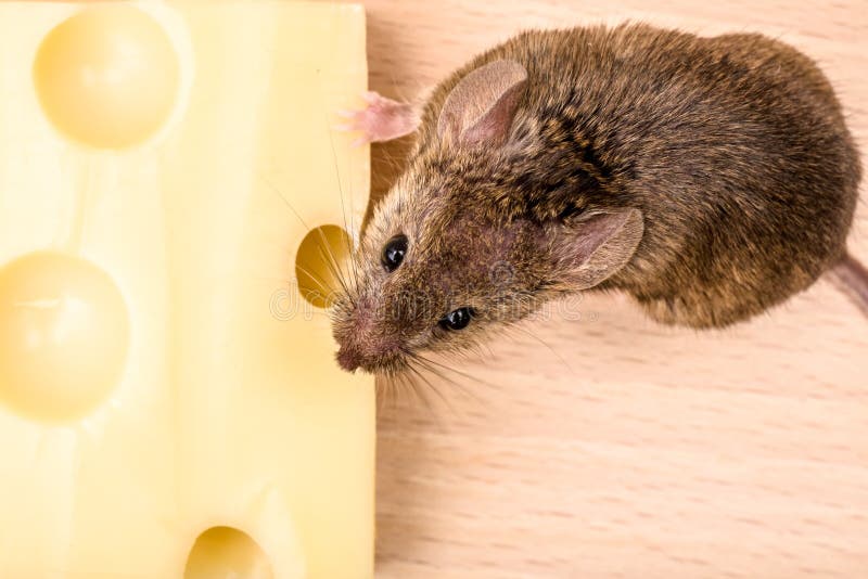 House Mouse (Mus Musculus) on Big Cheese Stock Image - Image of mammal ...