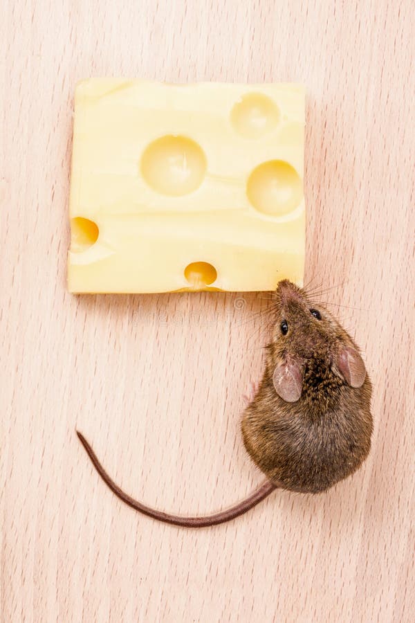 House Mouse Eating Cheese Mus Musculus Stock Photos - Free & Royalty ...