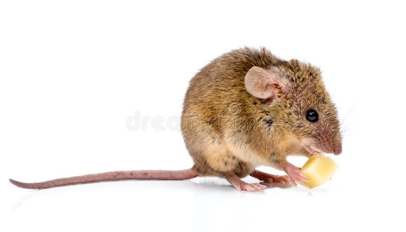 House Mouse (Mus Musculus) Eating Cheese Stock Image - Image of rodent ...