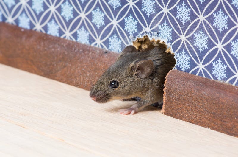 House Mouse Pictures