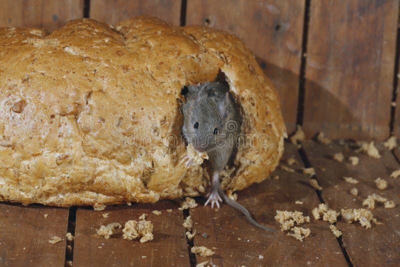 House Mouse (Mus Musculus) Eating Cheese Stock Image - Image of hair ...