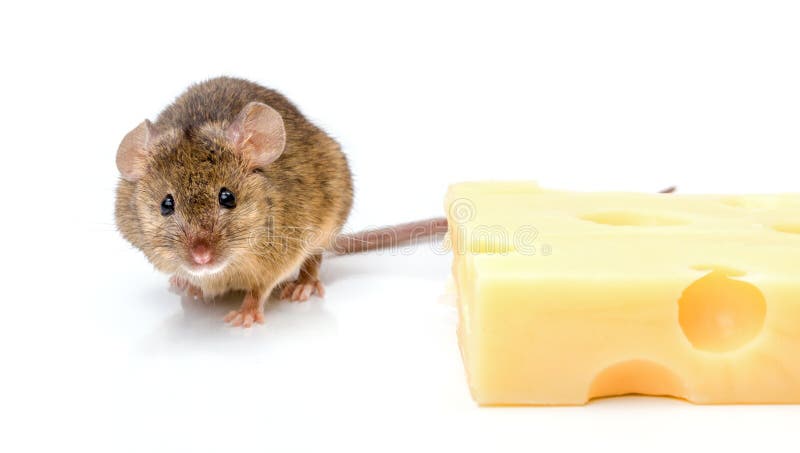 House Mouse (Mus Musculus) on Big Cheese Stock Image - Image of mammal ...
