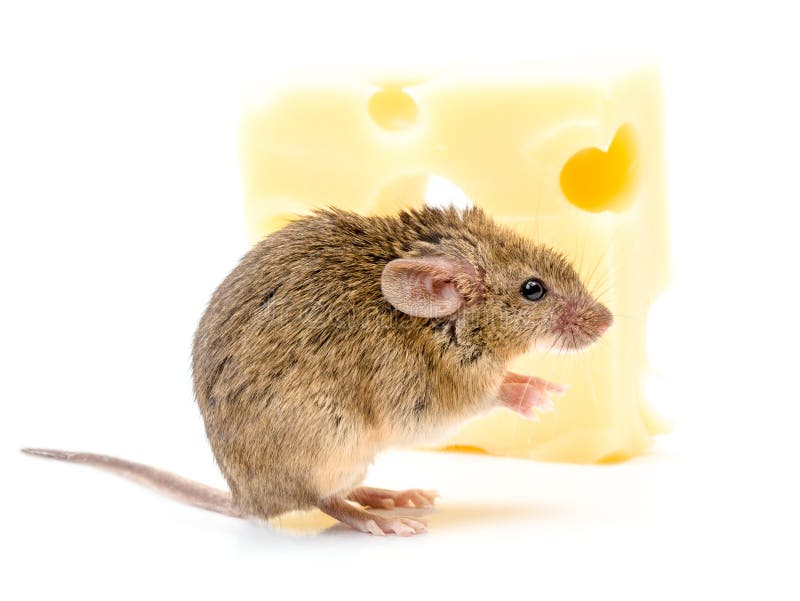 House Mouse (Mus Musculus) Near Cheese Stock Photo - Image of small ...