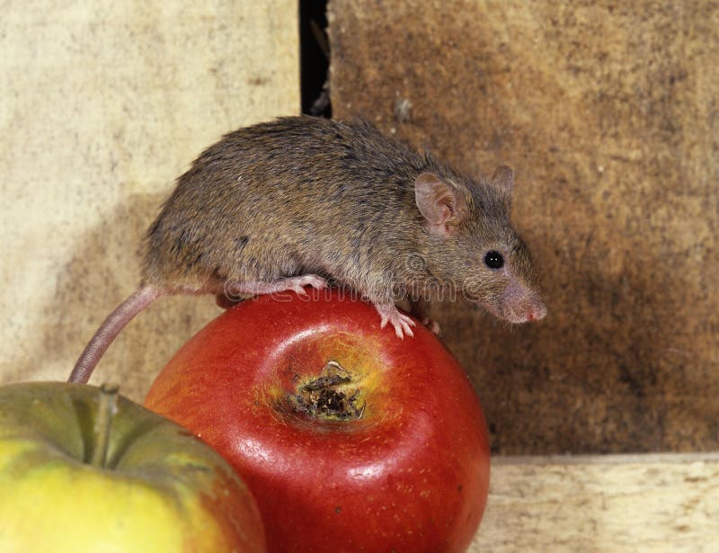 House Mouse, Mus Musculus Standing on Apple Stock Image - Image of ...