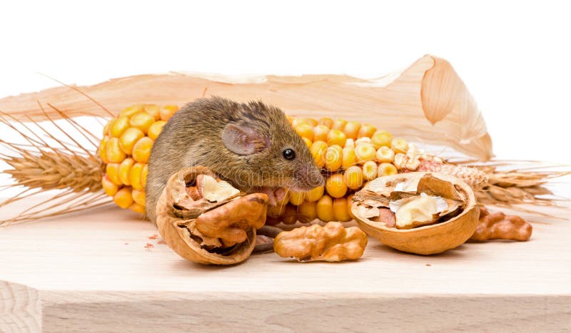 House Mouse (Mus Musculus) with Walnut and Corn Stock Photo - Image of ...