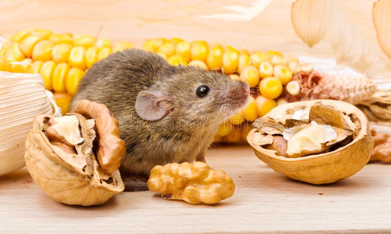 House Mouse (Mus Musculus) with Walnut and Corn Stock Image - Image of ...
