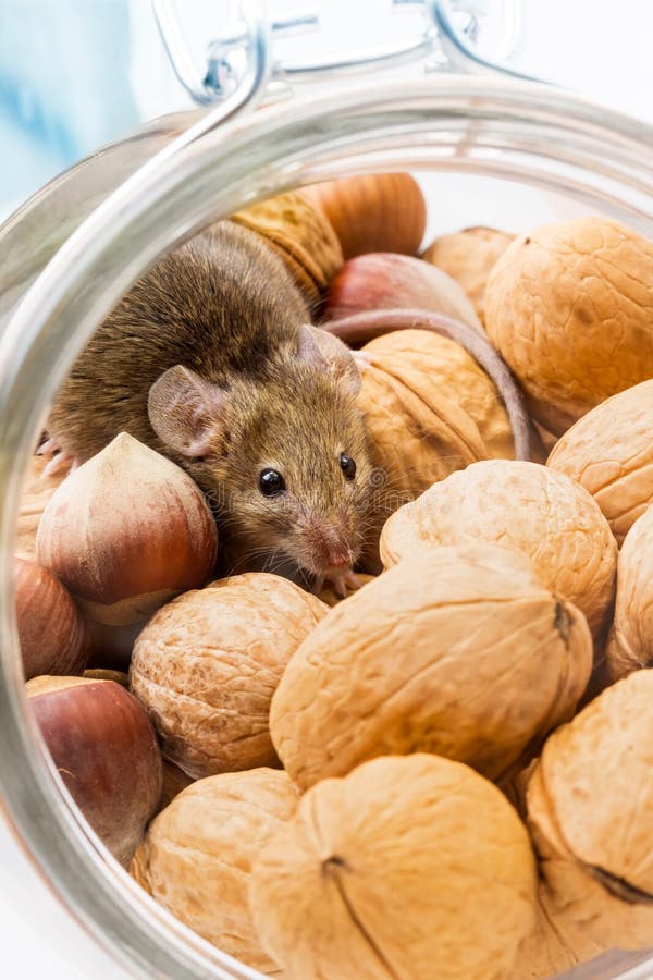 House Mouse (Mus Musculus) in Walnut and Corn Stock Photo - Image of ...