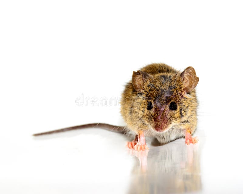 House Mouse Mus Musculus on White Background Stock Photo - Image of ...
