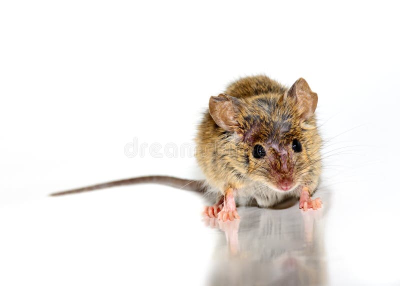 House Mouse Mus Musculus on White Background Stock Photo - Image of ...
