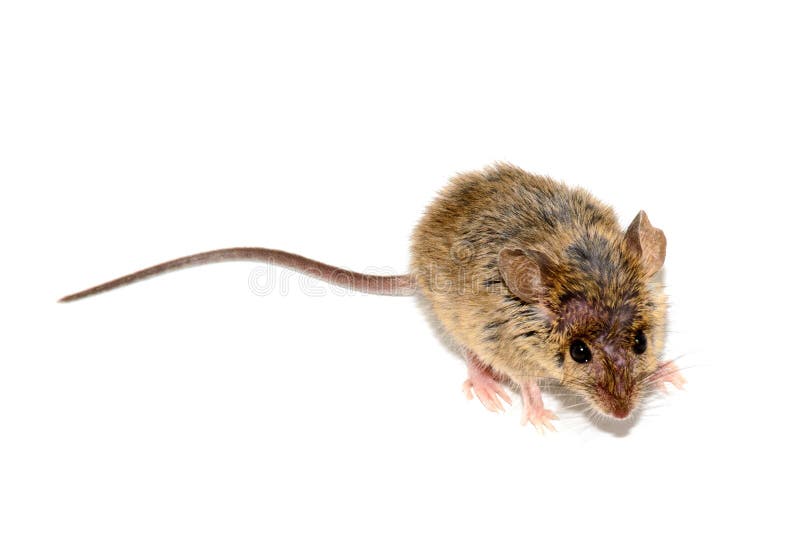 House mouse (Mus musculus) stock photo. Image of rodent - 30599030