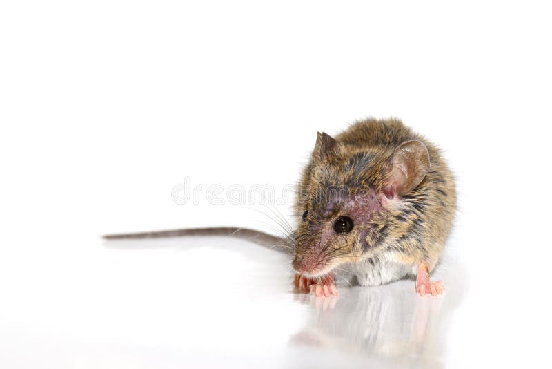 House Mouse Mus Musculus on White Background Stock Photo - Image of ...