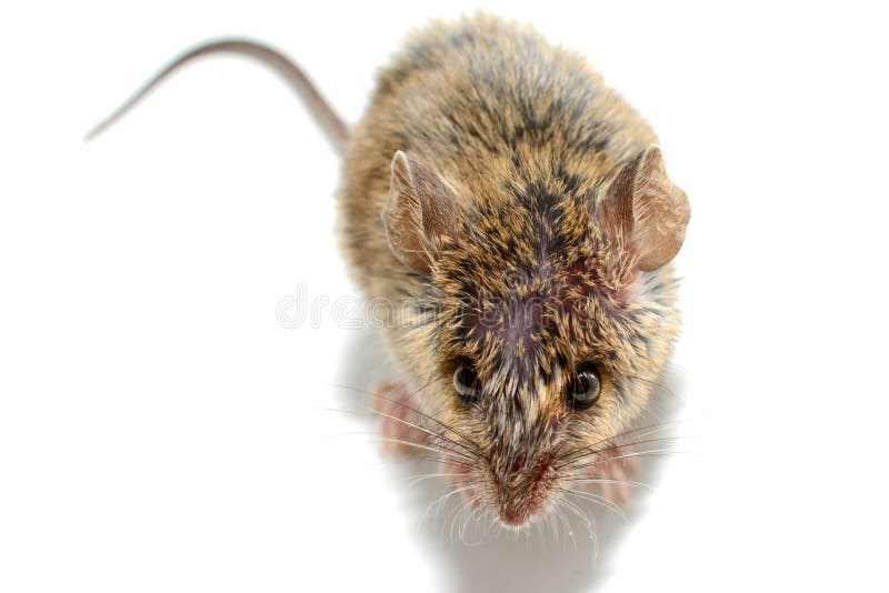 House Mouse Mus Musculus on White Background Stock Photo - Image of ...