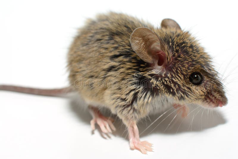 House Mouse Mus Musculus on White Background Stock Photo - Image of ...